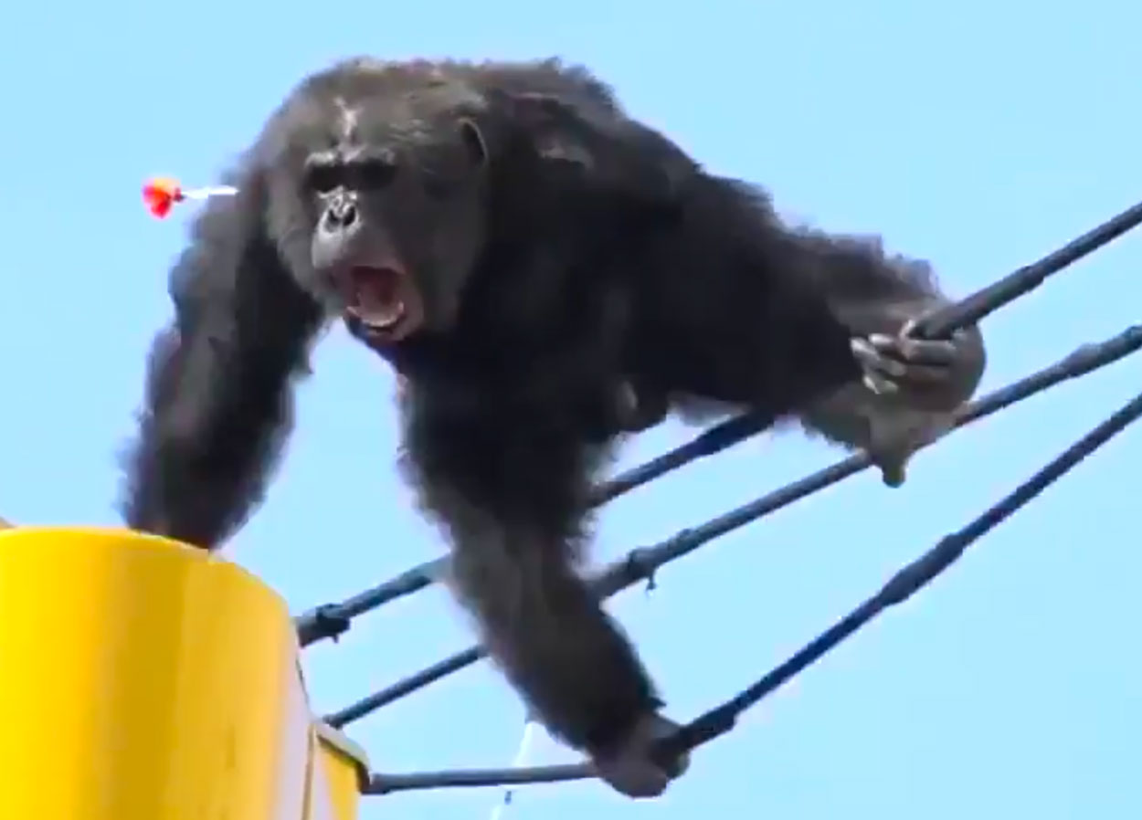 Vidéo : Qui arrêtera Chacha le chimpanzé fugueur