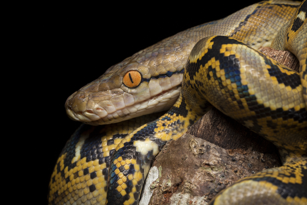 Indonésie : un python géant tue un homme et l’avale entièrement ! (IMAGE)